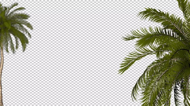 Palm Tree Border