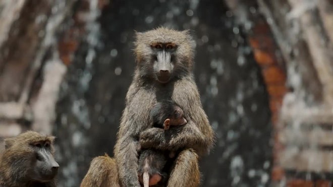 Man Made Animals Funny New Squeeze Splat Man Toy Sea Star And