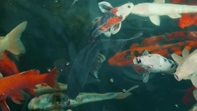 Live Koi Fish Swimming END OF SEASON KOI FEEDINGS. LET THEM EAT!