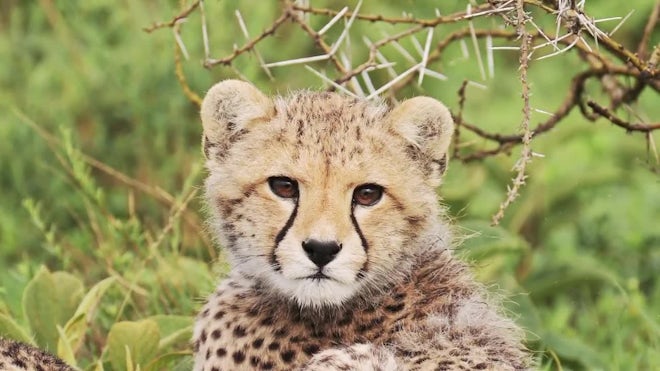 Animals Cheetah Cubs Africa Cute Baby Cheetah Cub In Africa, Serengeti