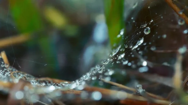 Water Spider Web Raindrops On A Spider Web, New Zealand By Andy