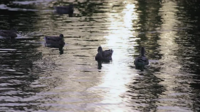 Lake Sunset Duck Ducks Swimming In A Lake Photo – Free Animal Image