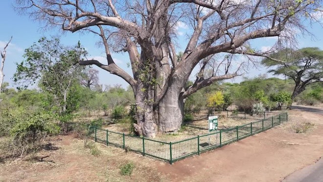 Victoria Falls Lookout Tree Visit The Famous Big Tree At Victoria