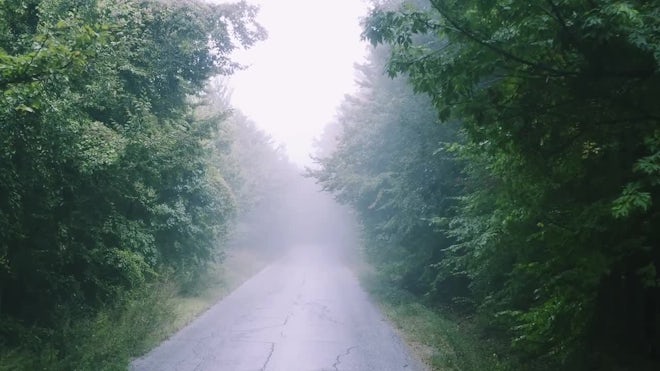 Forest Fog Path Road