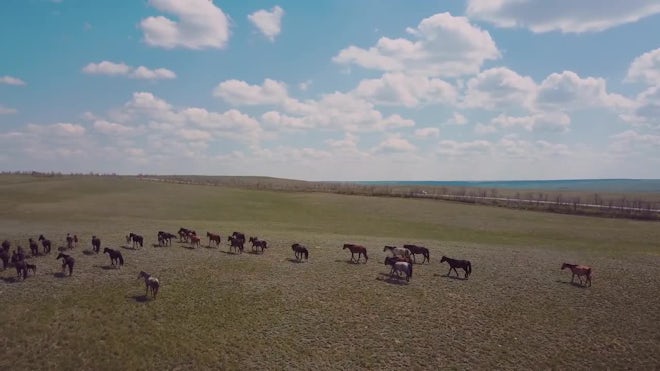 High Horses From Above