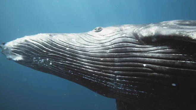 Blue Whale Eye Humpback Whale Eyes Gaze And Mouth Line Closed, Clear