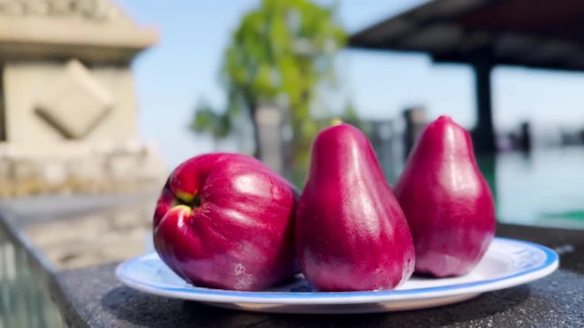 Jambu In The Tropical Rainforest Video Jambu Fruit Dove Ptilinopus
