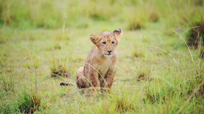 Baby Animals In Africa