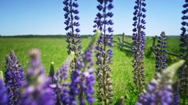 Purple Lupinus Flower Field At Sunset - Stock Video | Motion Array