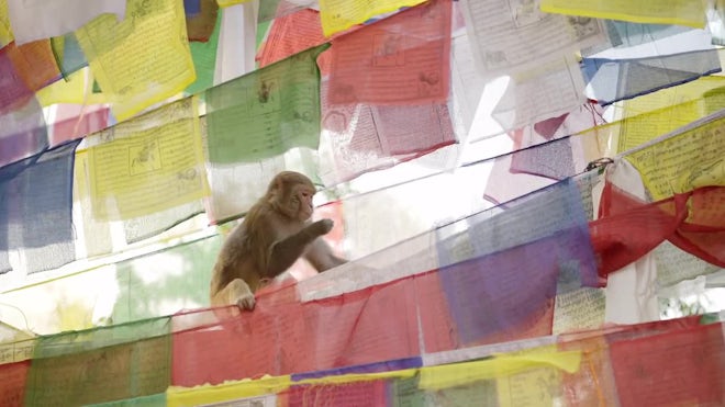 The All-in-One Video & Filmmakers Platform | Motion Array