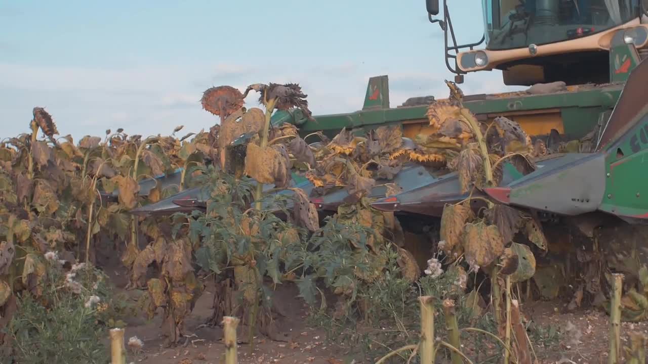 Combine Harvesting Sunflower - Stock Video | Motion Array