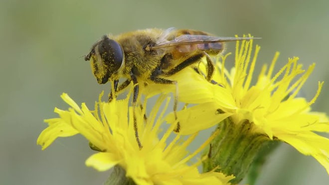 Flower Pollen Flying