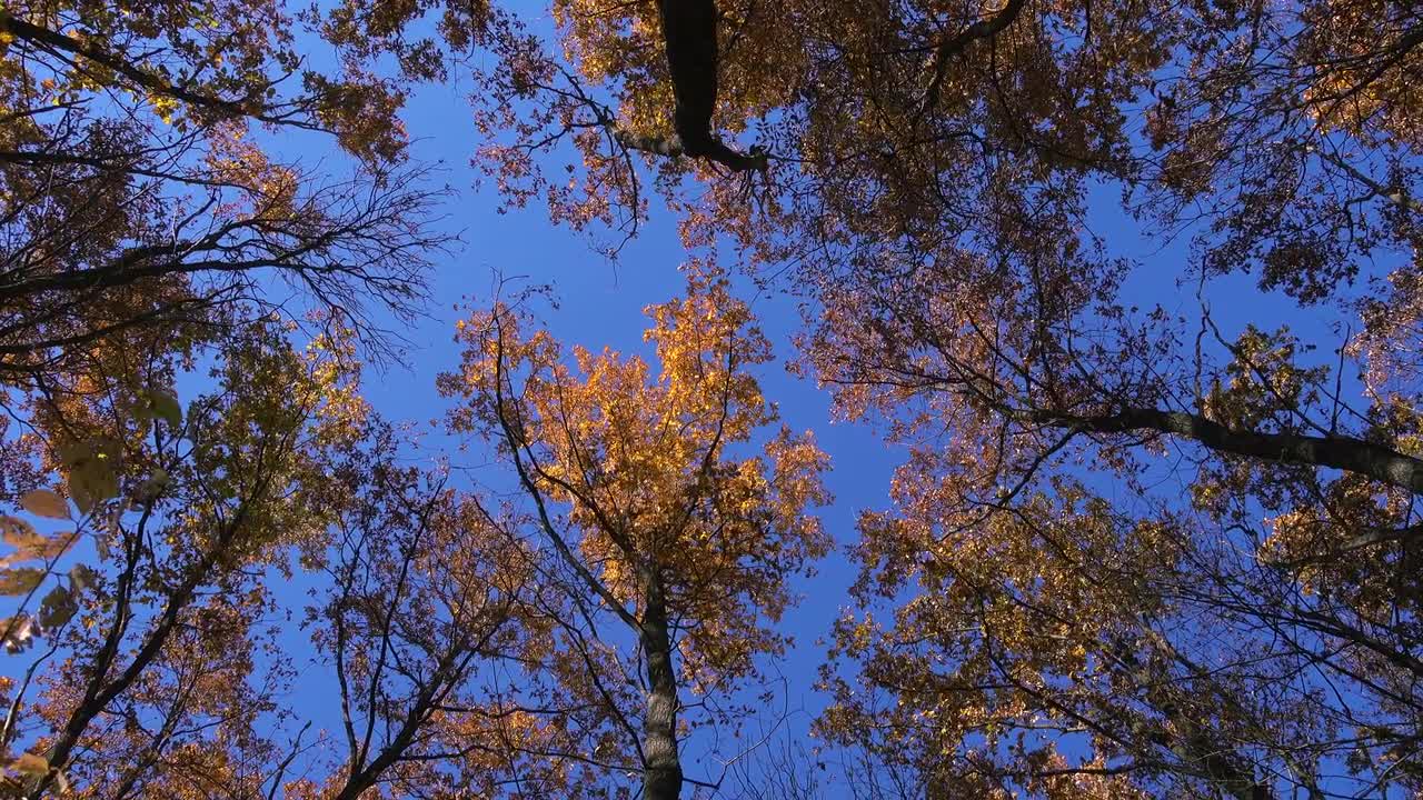 Rotating Oak Trees - Stock Video | Motion Array