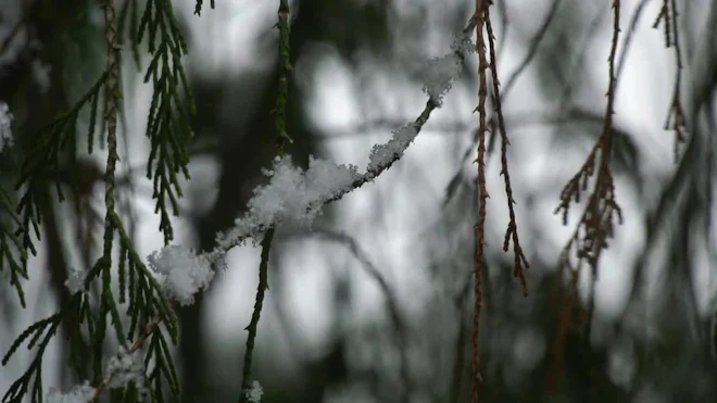 Snow Falling On Trees Gif
