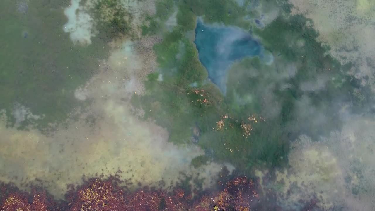 Algae-Covered Lake Surface - Stock Video | Motion Array