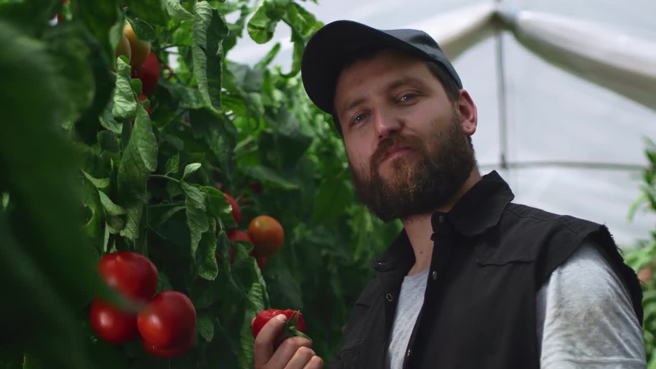 A Man Eating Tomato In Greenhouse - Stock Video | Motion Array