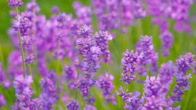 Purple Lupinus Flower Field At Sunset - Stock Video | Motion Array
