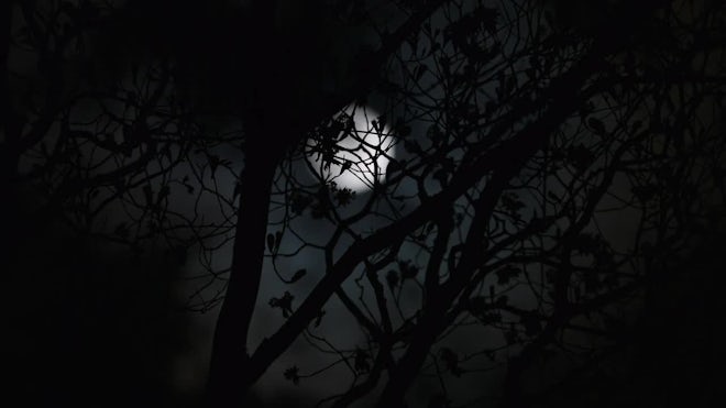 Moon Behind Trees