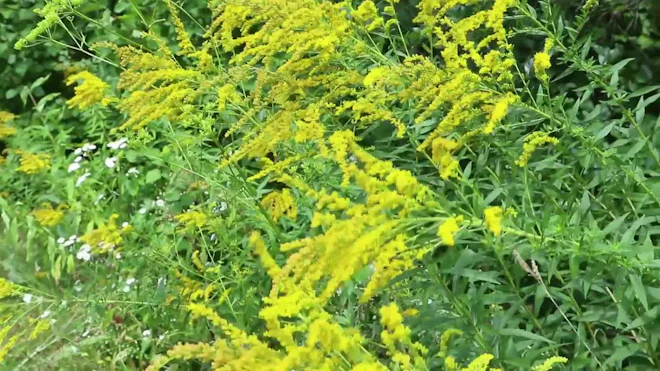 Purple Lupinus Flower Field At Sunset - Stock Video | Motion Array