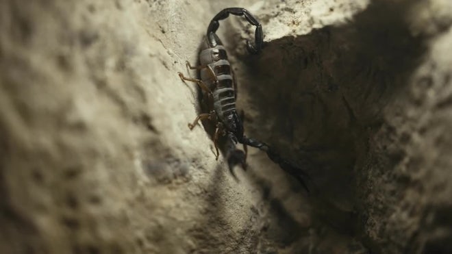 The All-in-One Video & Filmmakers Platform | Motion Array