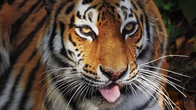 The All-in-One Video & Filmmakers Platform | Motion Array