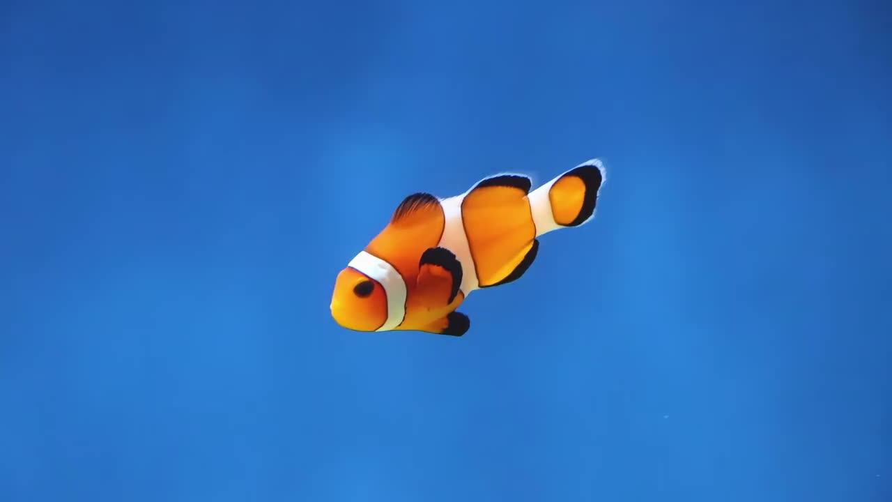 Fish swimming video store