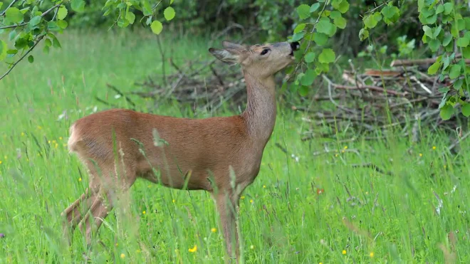 Deer Eating From Tree Leaves