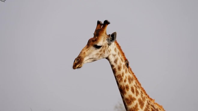 Giraffa Sleeping On Tree