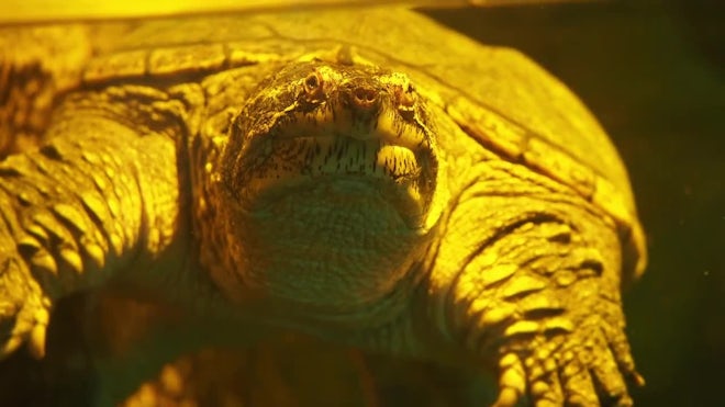 Common Snapping Turtle Underwater