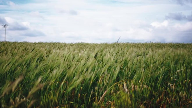 Wind Blowing Grass