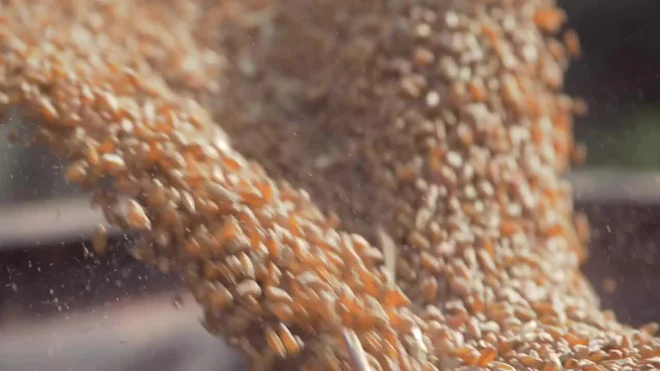 Wheat Grains Falling