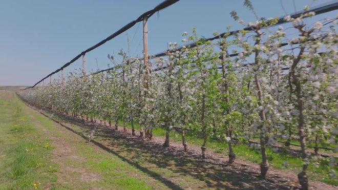 Cherry Orchard Trellis