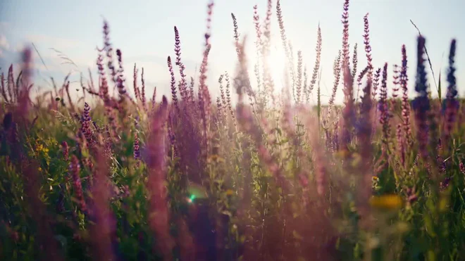 Purple Lupinus Flower Field At Sunset - Stock Video | Motion Array