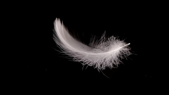 Falling White Feather