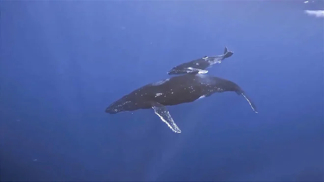 Blue Whale Motion