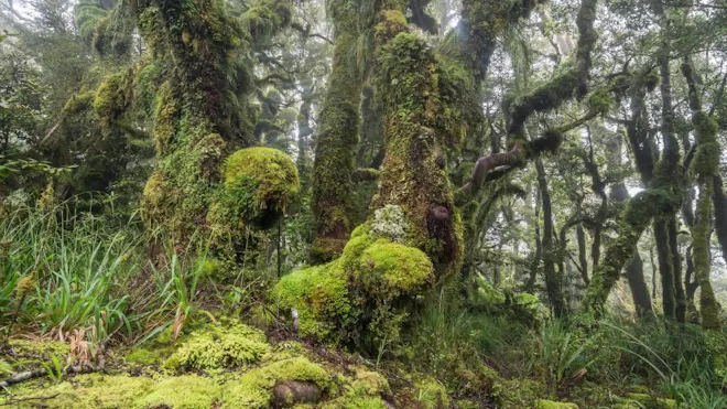 Moss Tree