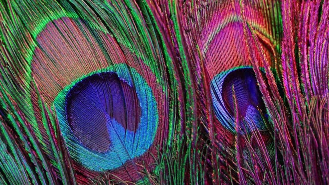 Peacock Feather In Full Array