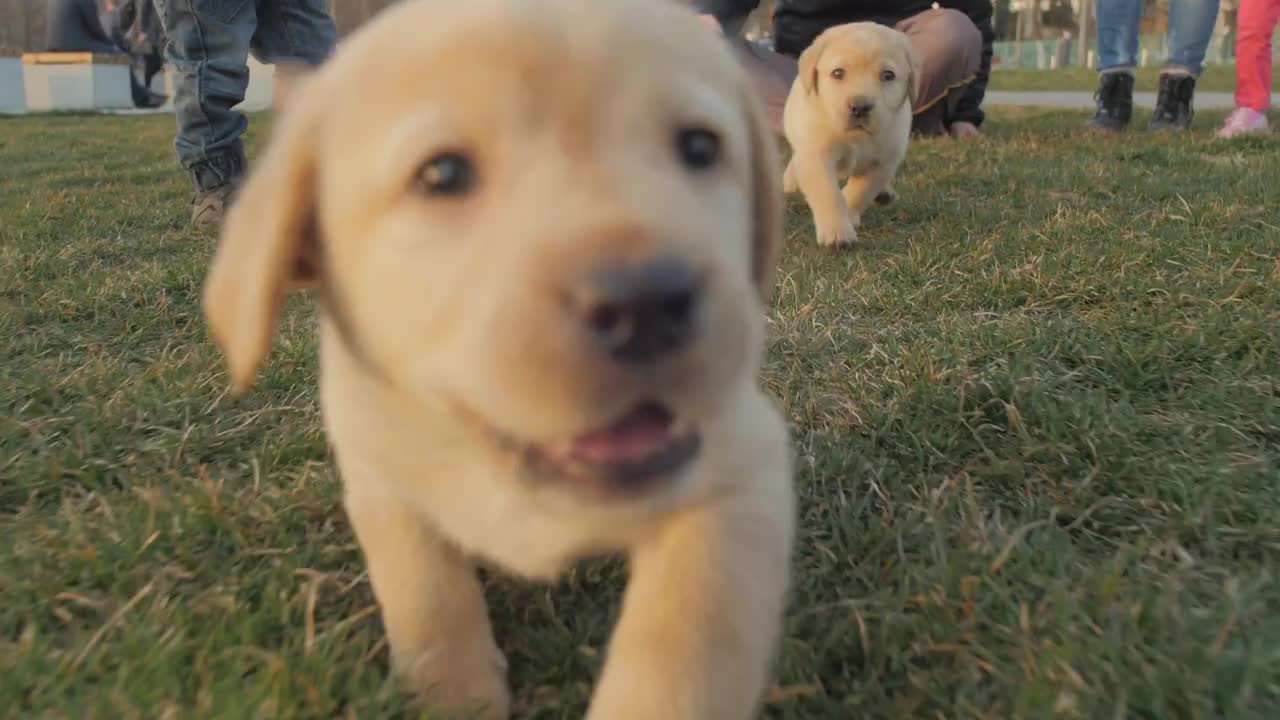 Labrador Puppies Running - Stock Video | Motion Array