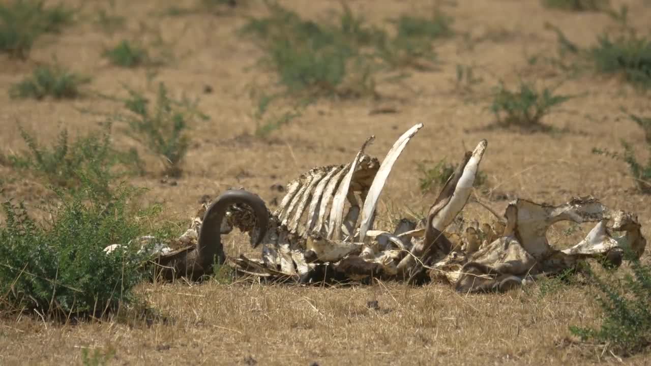 African Buffalo Carcass - Stock Video | Motion Array