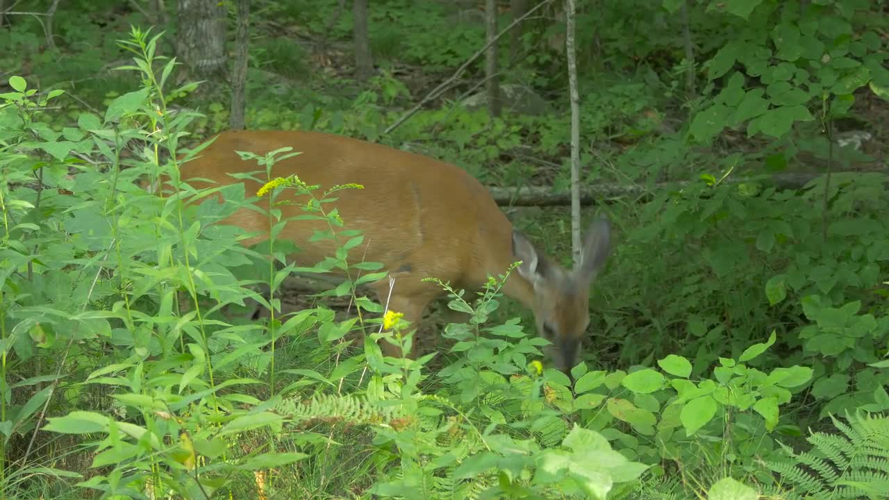Deer Eating In The Forest - Stock Video | Motion Array