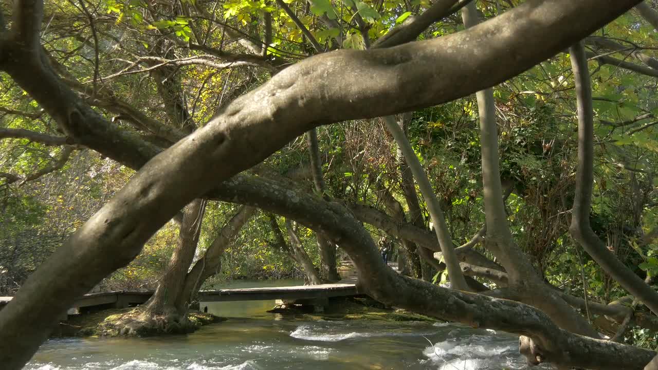 Bent Tree Trunks - Stock Video | Motion Array