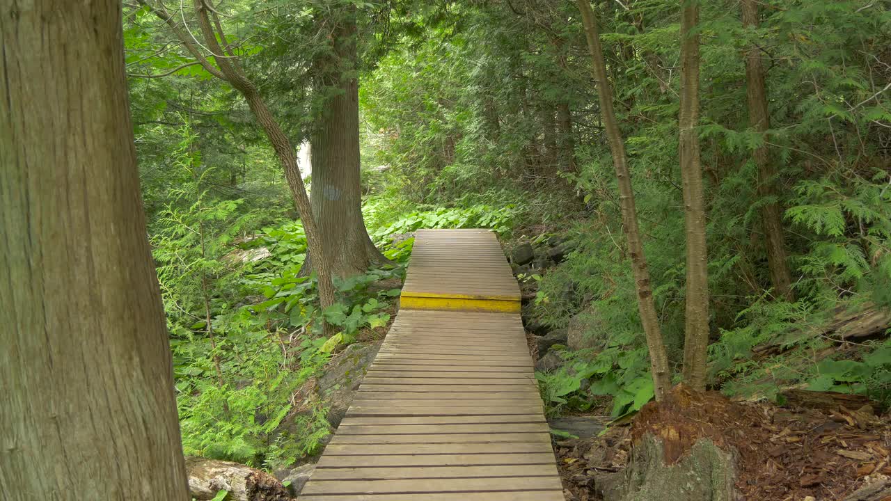 Forest Observation Deck