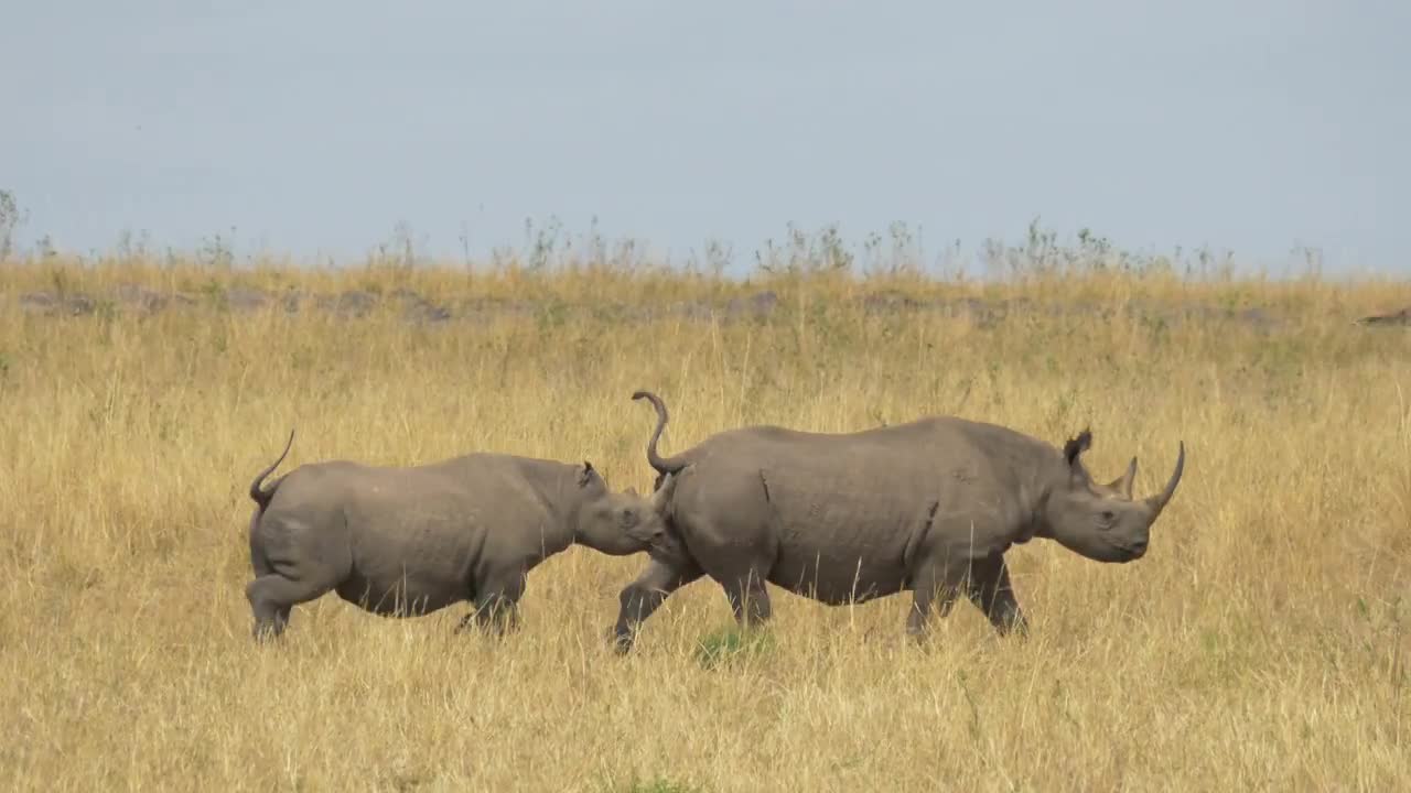 Two Rhinos Running By A Dazzle Of... - Stock Video | Motion Array