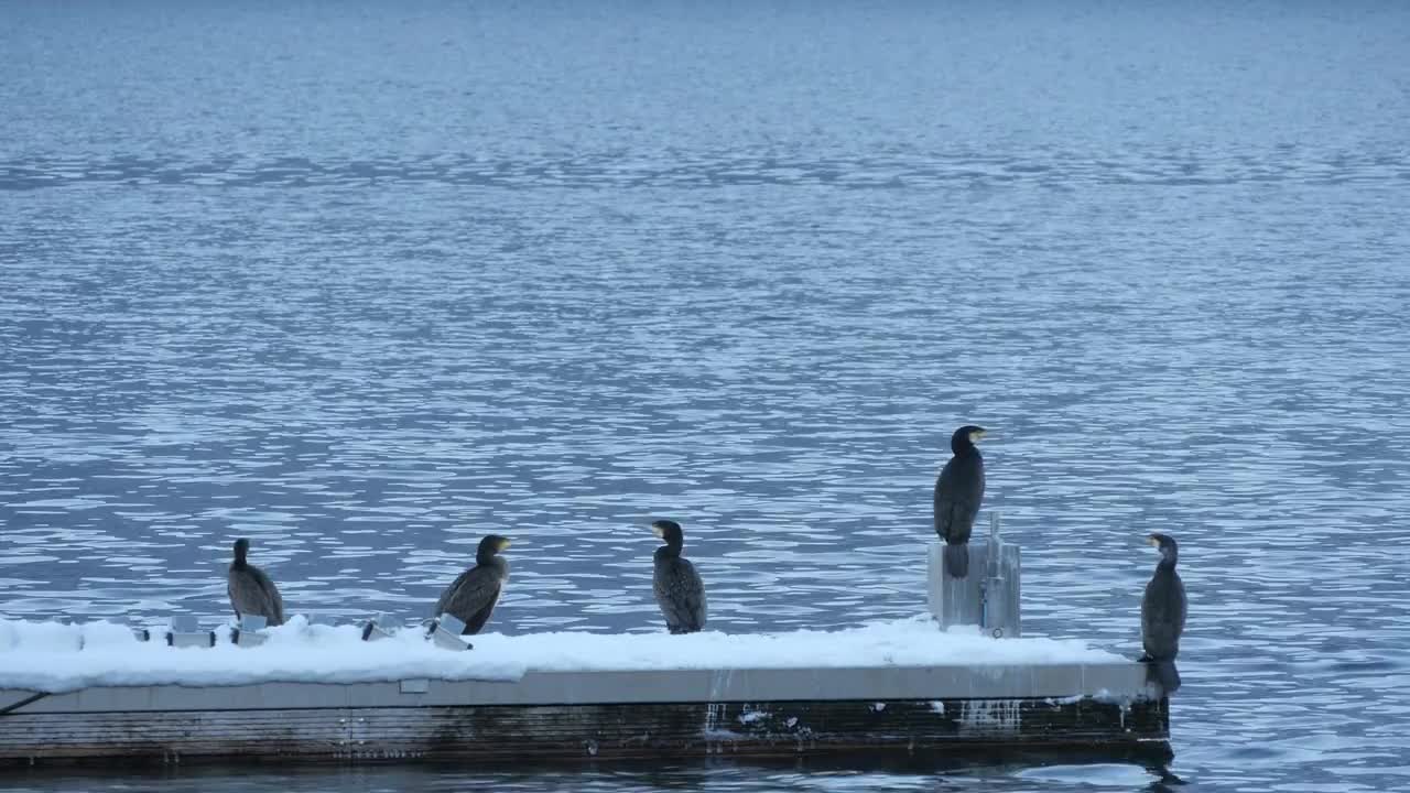 Birds Standing On A Pontoon - Stock Video | Motion Array