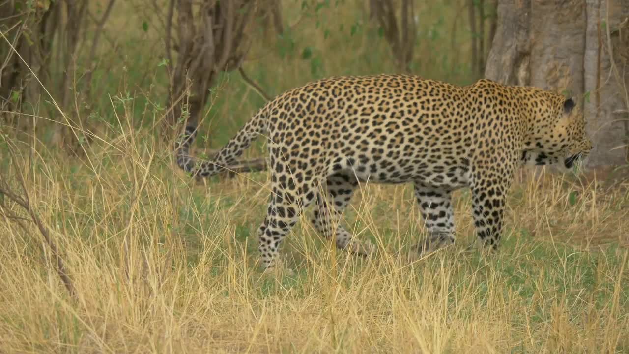 Leopard Pooping And Walking - Stock Video | Motion Array
