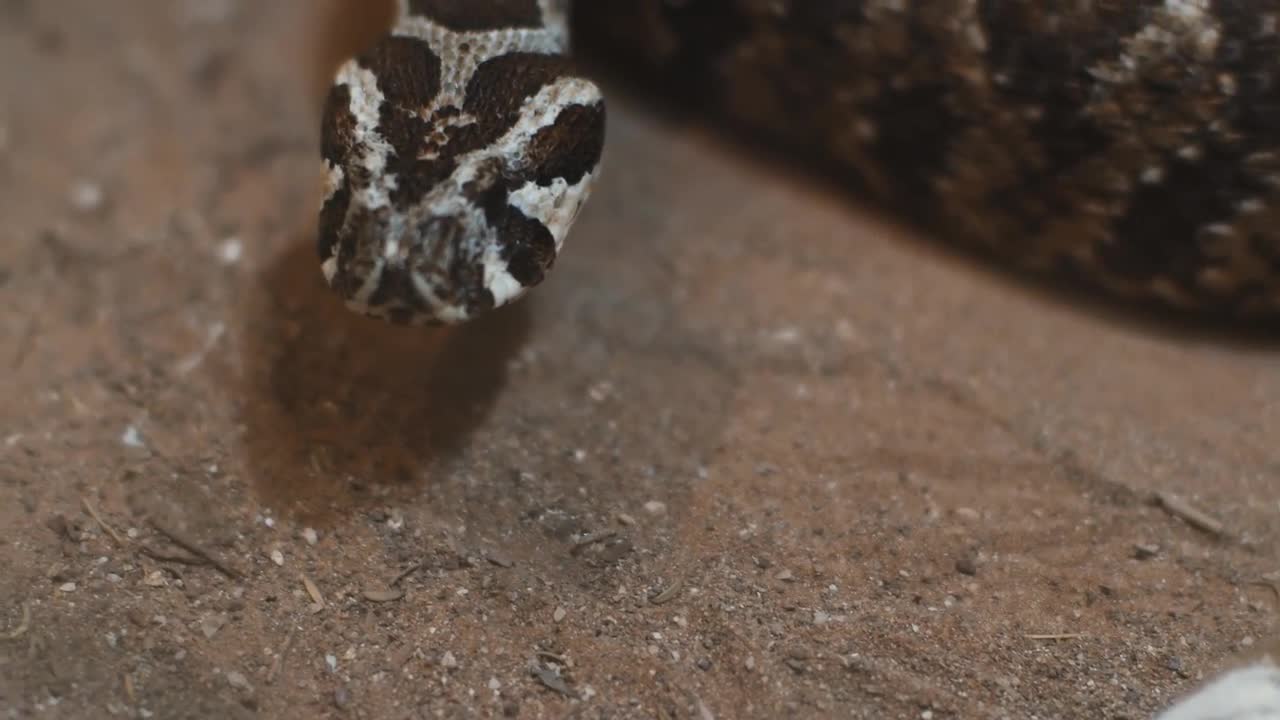 Viper Snake Lying On The Ground... - Stock Video | Motion Array