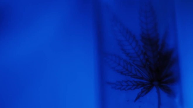 Blue Weed Leaf Wallpaper