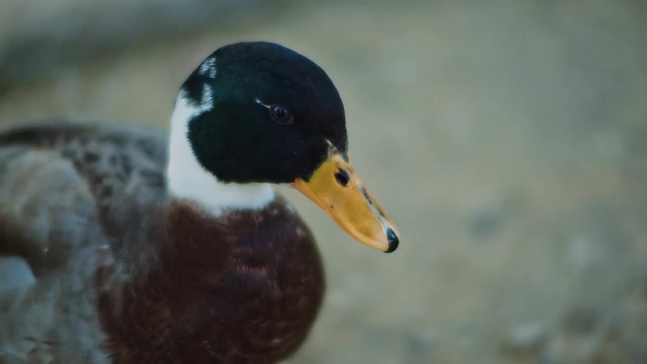 Beautiful Male Adult Mallard Duck... - Stock Video | Motion Array
