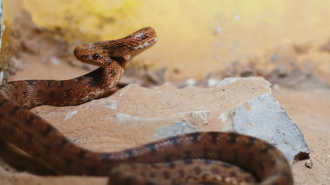Scary Viper Snake Lying In A Rock,... - Stock Video | Motion Array