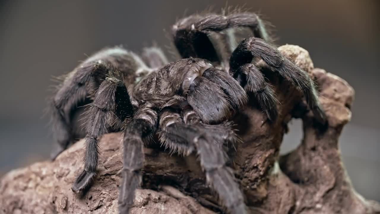 Tarantula Spider Resting On Cork... - Stock Video | Motion Array